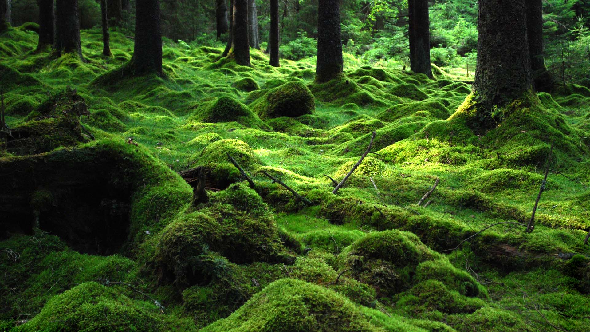 Show me some pictures of forests in your country. : r/AskEurope